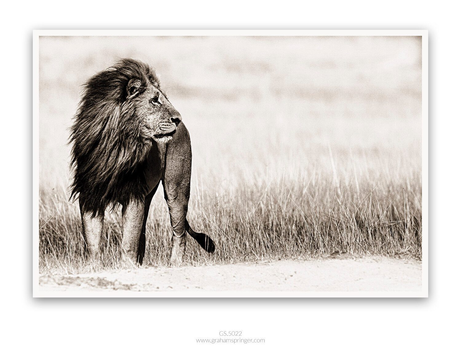 Cuadro de Graham Springer León I - Casa África